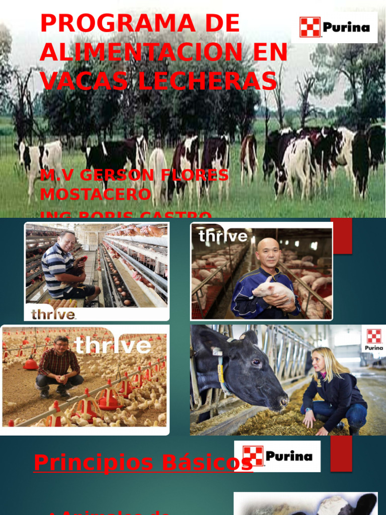 PROGRAMAS DE ALIMENTACION PARA VACUNOS DE LECHE-boris | PDF | Leche | Vacas