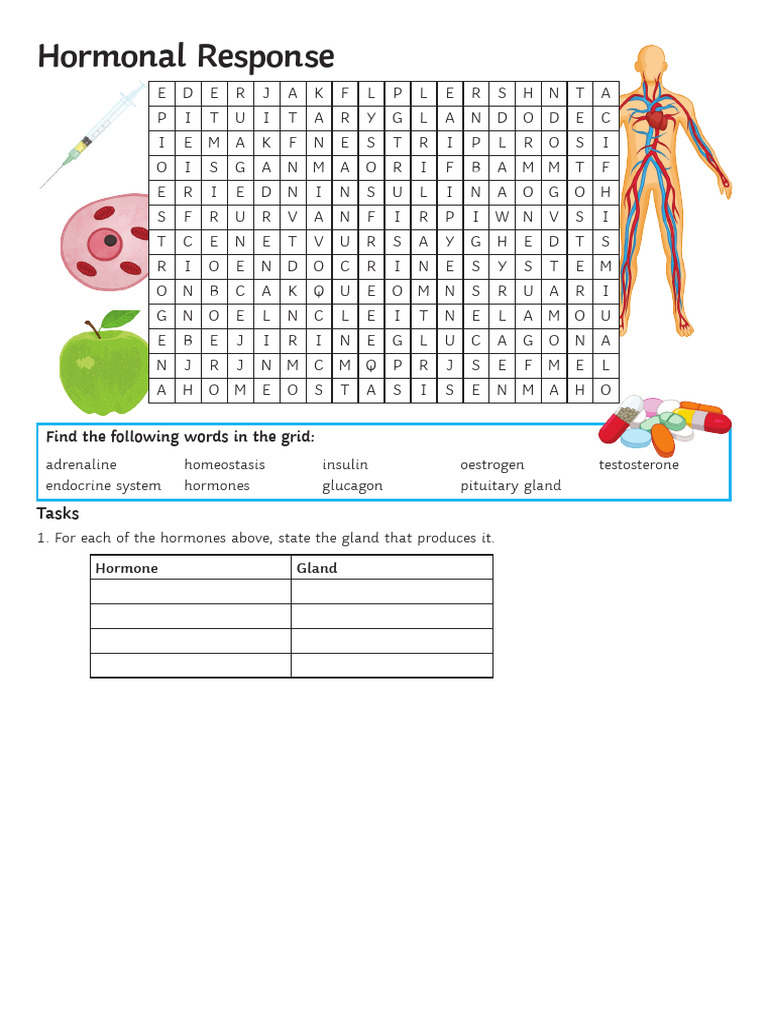Endocrine Word Search Activity | PDF | Endocrine System | Hormone