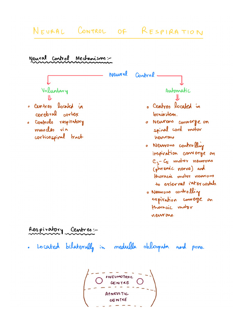 Neural Regulation of Respiration | PDF