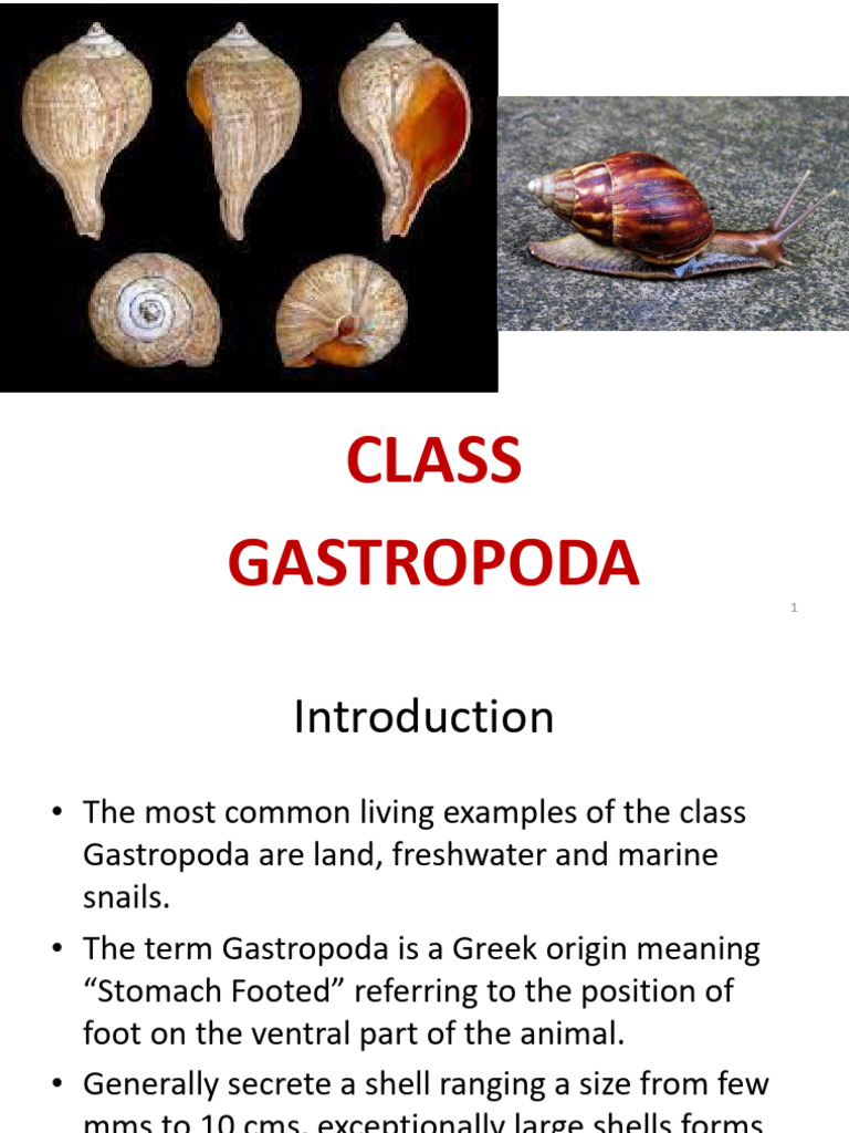 Overview of Gastropoda Class | PDF | Mollusca | Molluscs