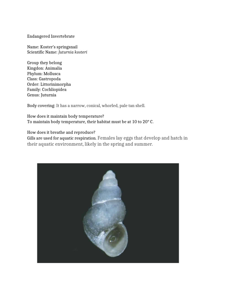 Koster's Springsnail Overview | PDF