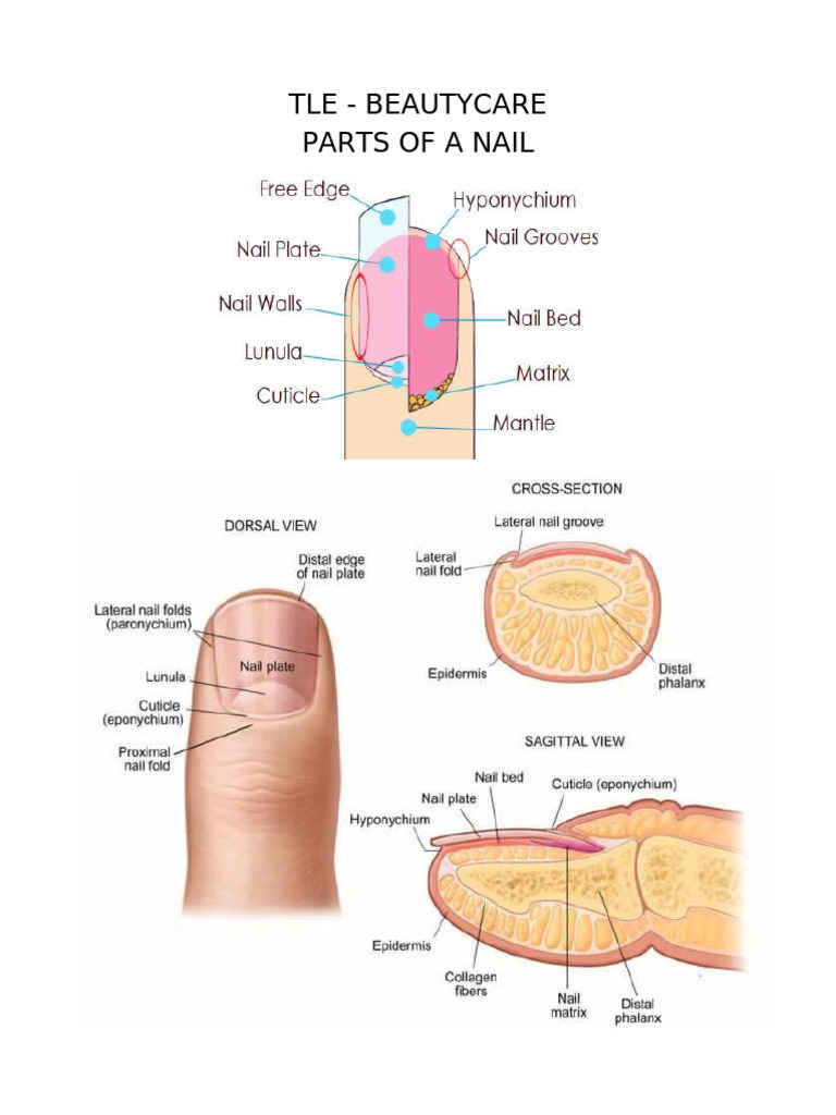 Beautycare - Parts of A Nail | PDF