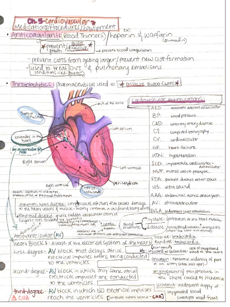 Cardiovascular Notes | PDF