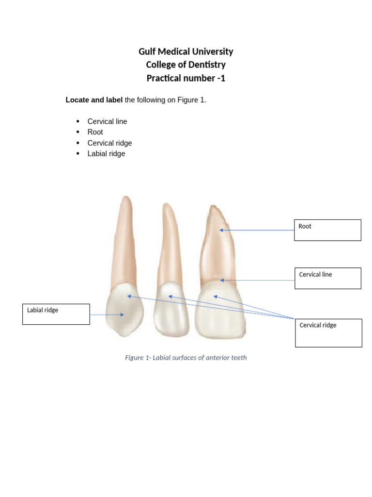 Labeling Anterior Tooth Anatomy | PDF | Dental Anatomy | Dentistry Branches