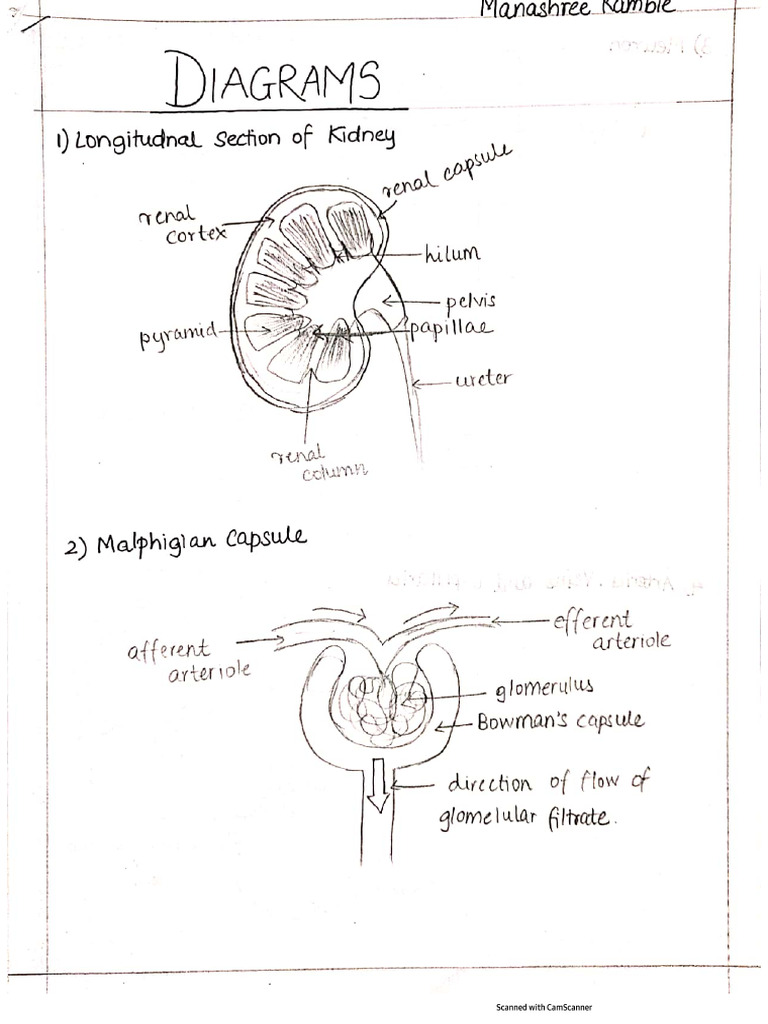 Biology Diagrams | PDF
