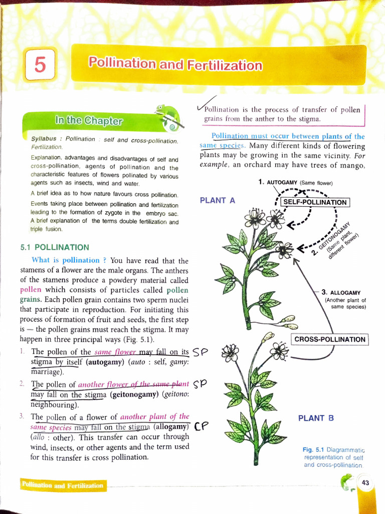Pollination and Fertilization | PDF