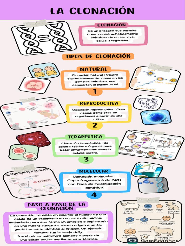 Clonación Infografía. Pdf. 10-02 | PDF