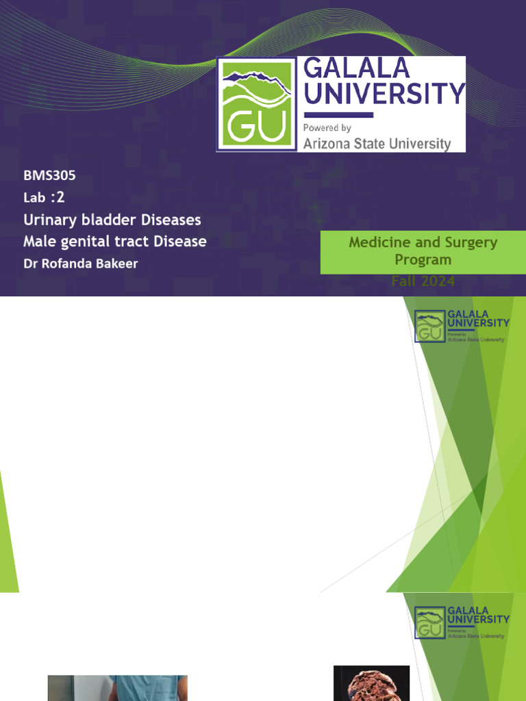 Urinary & Male Genital Pathology Lab | PDF