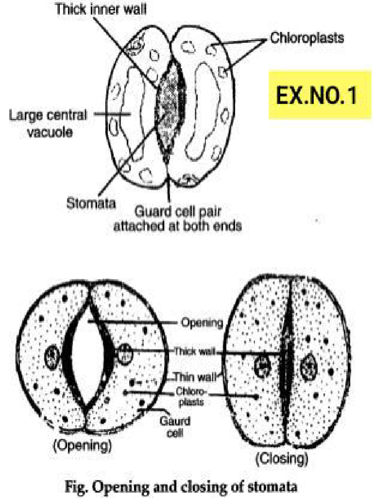 Botany Practical: Stomata and Photosynthesis | PDF | Biology | Plants