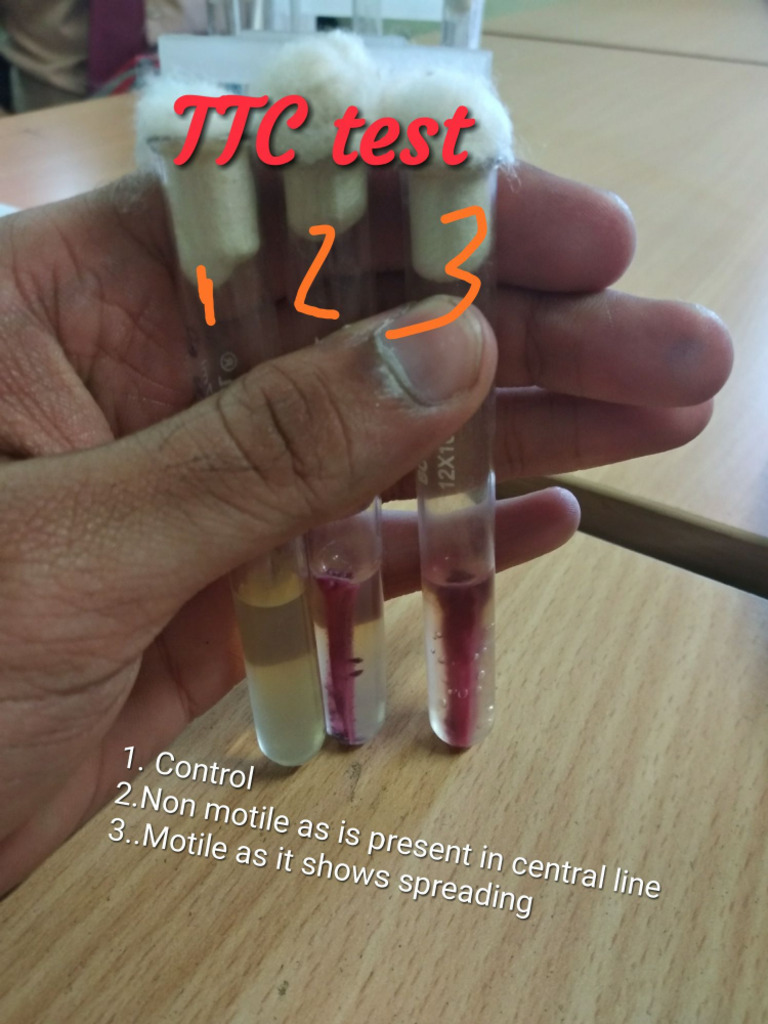 Test Tubes 2 - 250114 - 184445 | PDF