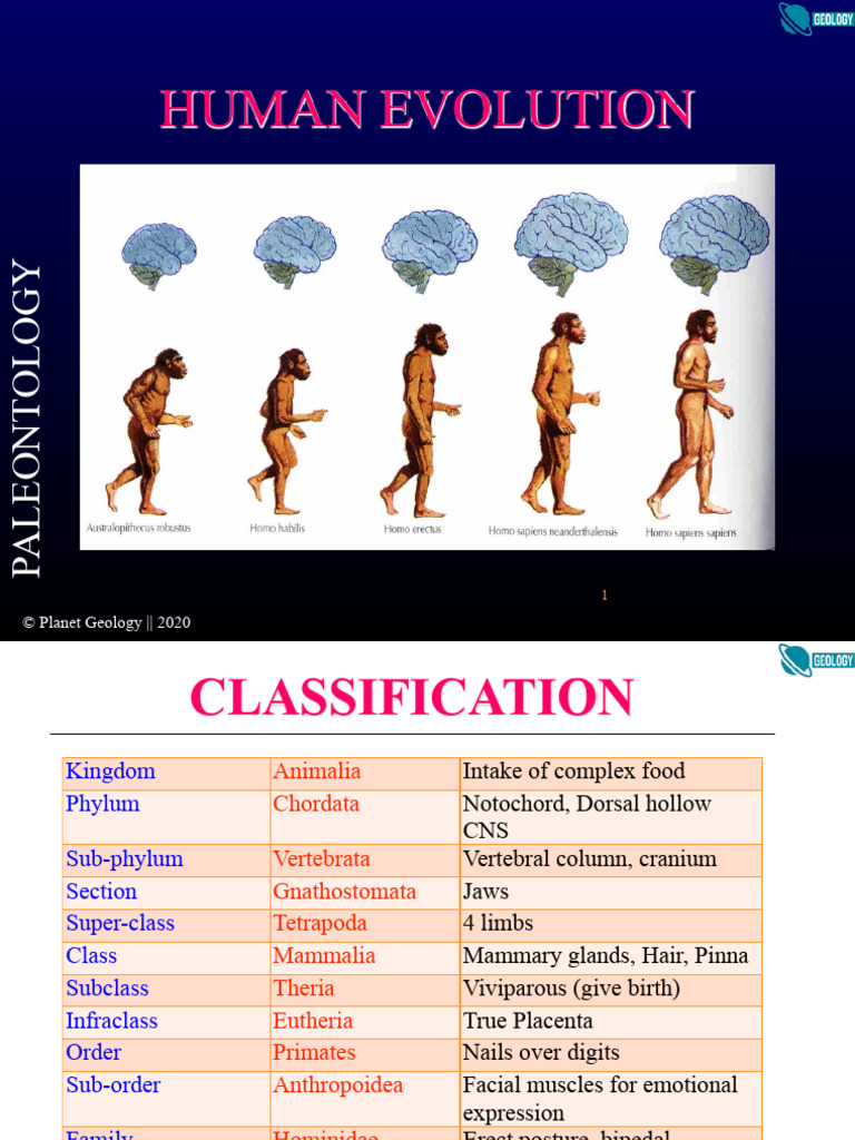 Human Evolution: From Primates to Homo Sapiens | PDF | Homo | Human ...