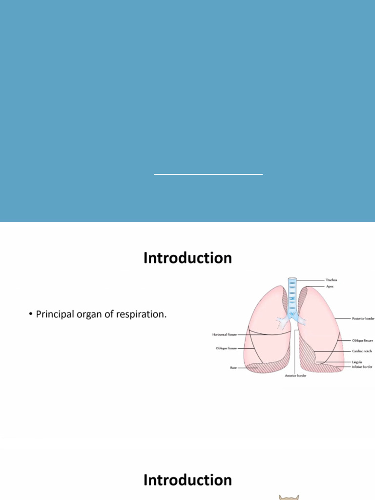Lungs (p1-p3) | PDF