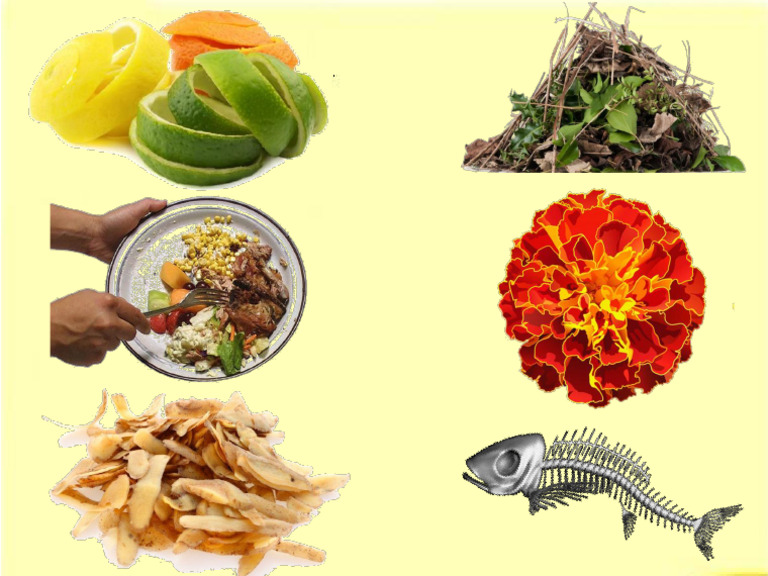 Wet Waste | PDF