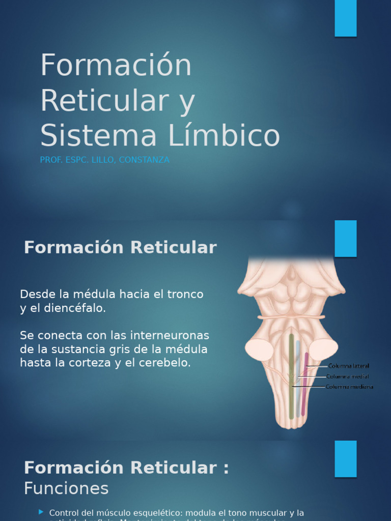 Formación Reticular y Sistema Límbico | PDF