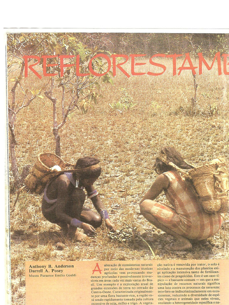 Reflorestamento Indígena | PDF