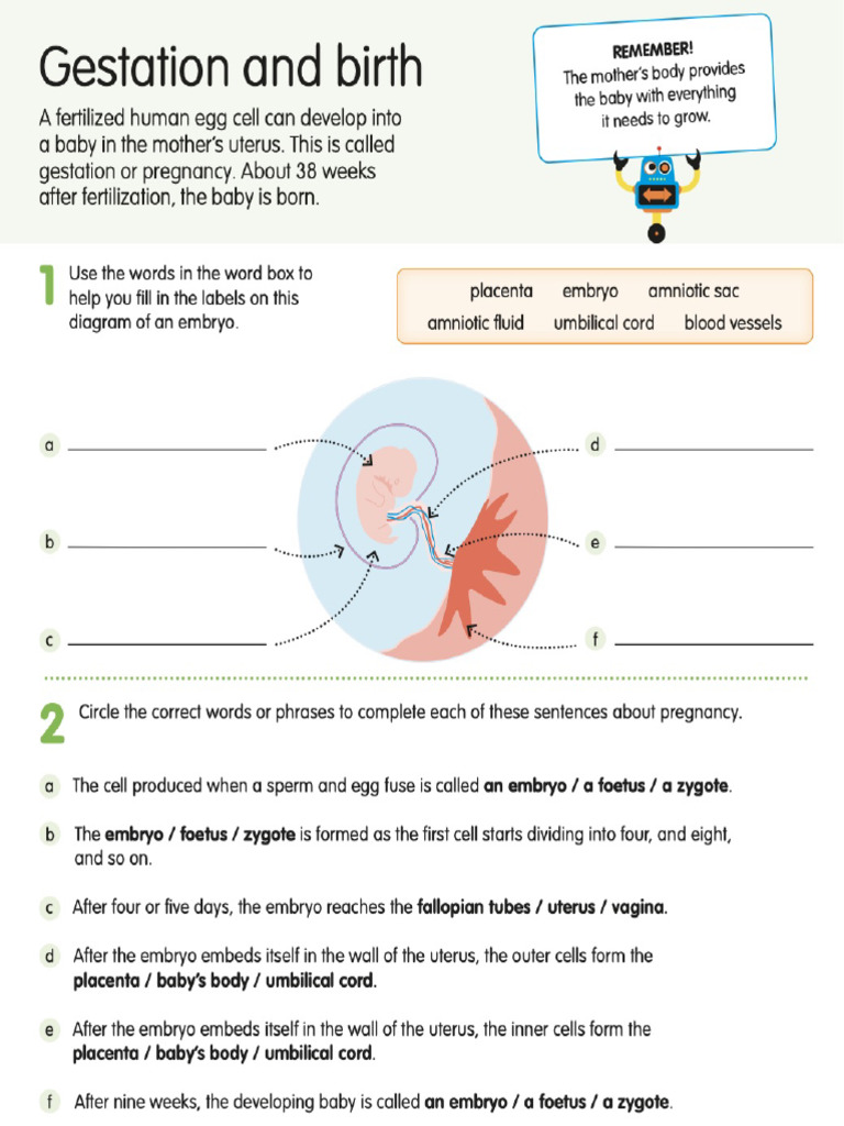 Gestation A N D Birth | PDF