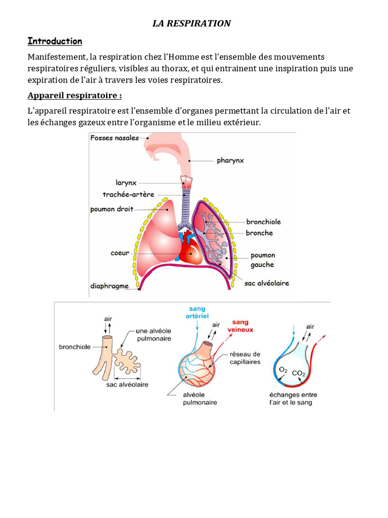 Échanges gazeux et respiration cellulaire | PDF | Système respiratoire ...