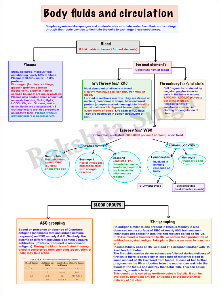 Body Fluids and Circulation Mind Map | PDF | Heart Valve | Heart