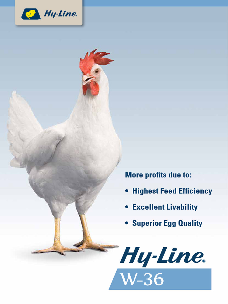 Hy-Line W-36 Chicken Performance Summary | PDF | Zoology