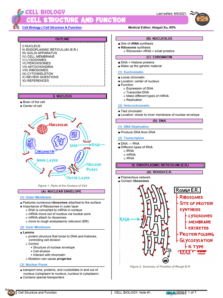 Cell Structure & Function (2) Atf | PDF | Endoplasmic Reticulum | Cell (Biology)