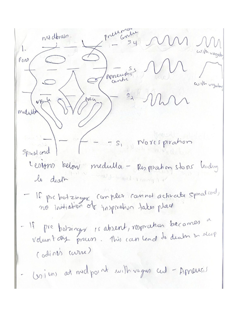 Physiology Assignment 24 M 160 | PDF