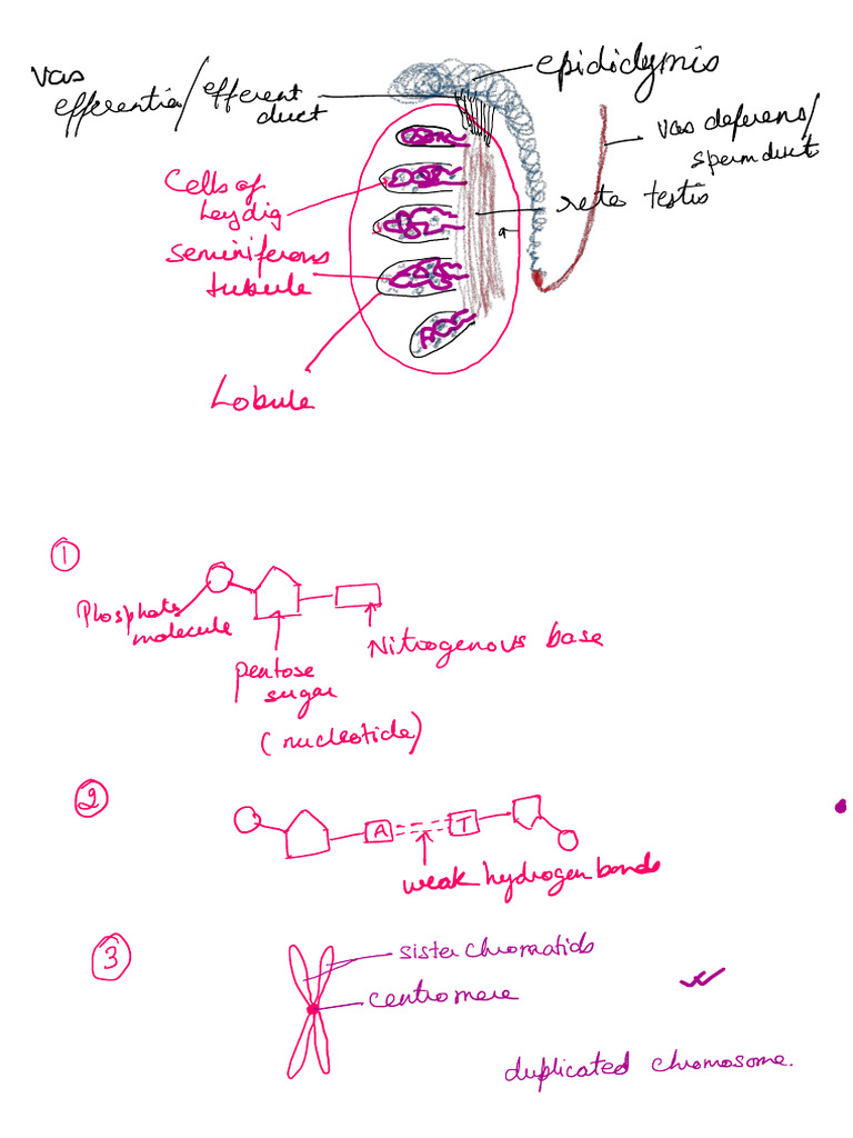 Diagrams Grade 10 B-1 | PDF