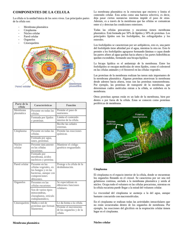 Componentes Esenciales de la Célula | PDF | Citoplasma | Biología Celular)