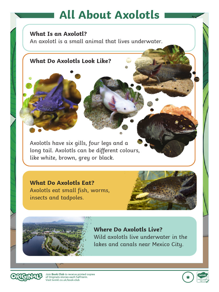 Understanding Axolotls: Key Facts | PDF | Amphibian | Zoology
