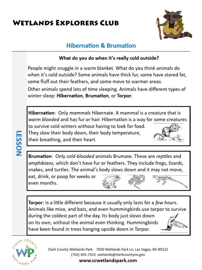 Hibernation vs. Brumation Explained | PDF | Fur | Thermoregulation