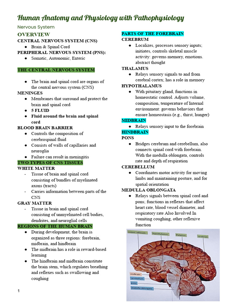 Anaphy Lec - Chapter 9 Nervous System | PDF | Central Nervous System ...