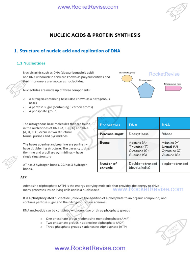 Nucleic Acid & Protein Synthesis | PDF