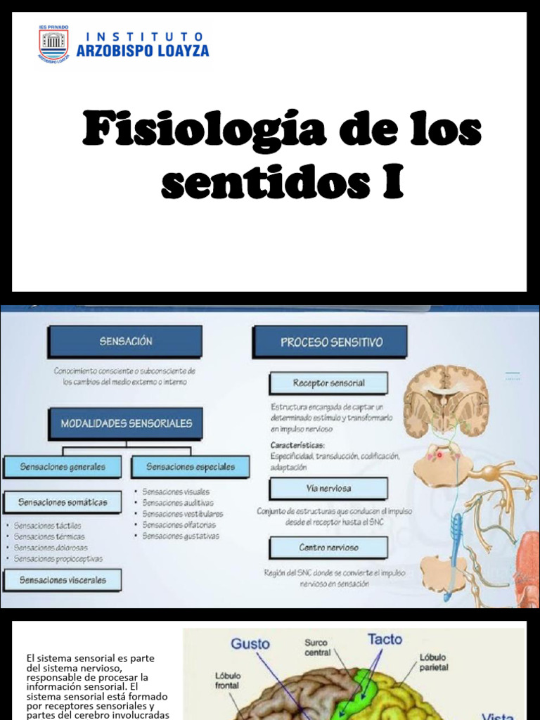 Fisiología de Los Sentidos I | PDF | Sentidos | Órgano (anatomía)