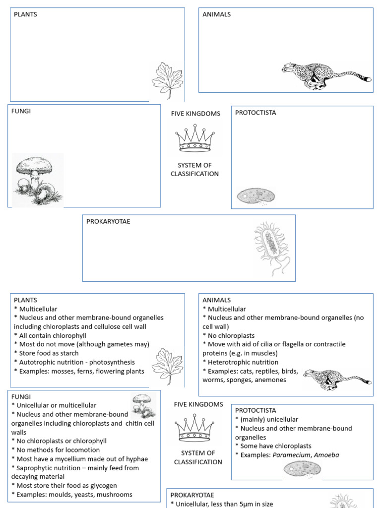 Five Kingdoms Summary Worksheet | PDF | Cell (Biology) | Chloroplast