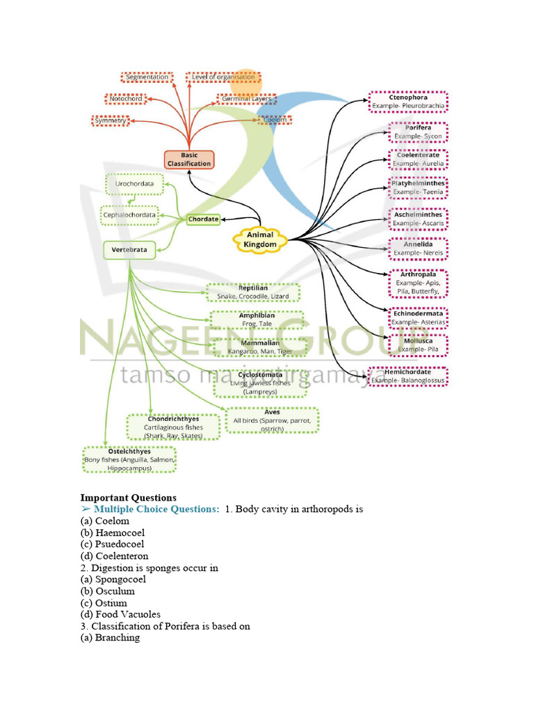 Key Questions on Animal Kingdom | PDF | Zoology