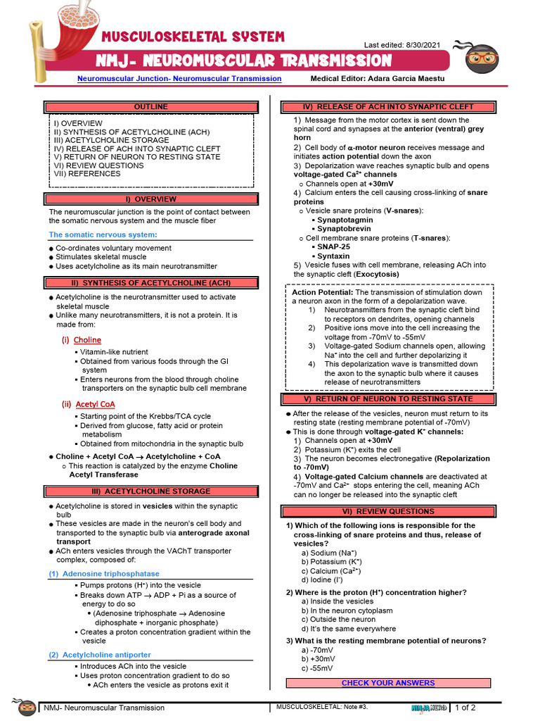 Neuromuscular Junction | PDF | Neuromuscular Junction | Muscle Contraction
