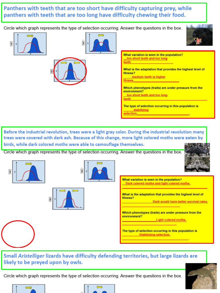 Types of Natural Selection Explained | PDF | Natural Selection | Adaptation