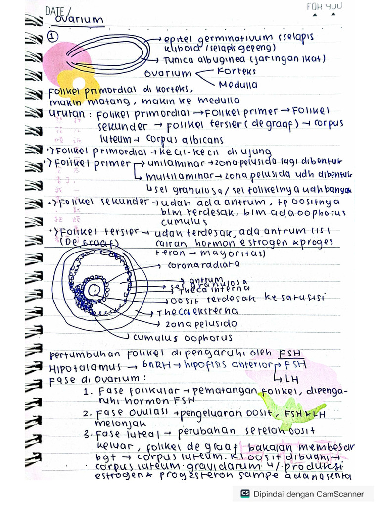 Materi OSPE Histo B5.3 | PDF