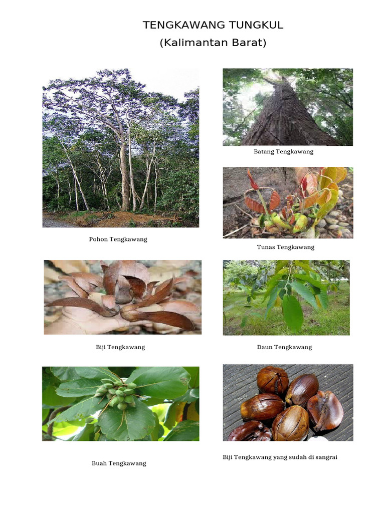 Gambar Tengkawang Tungkul | PDF