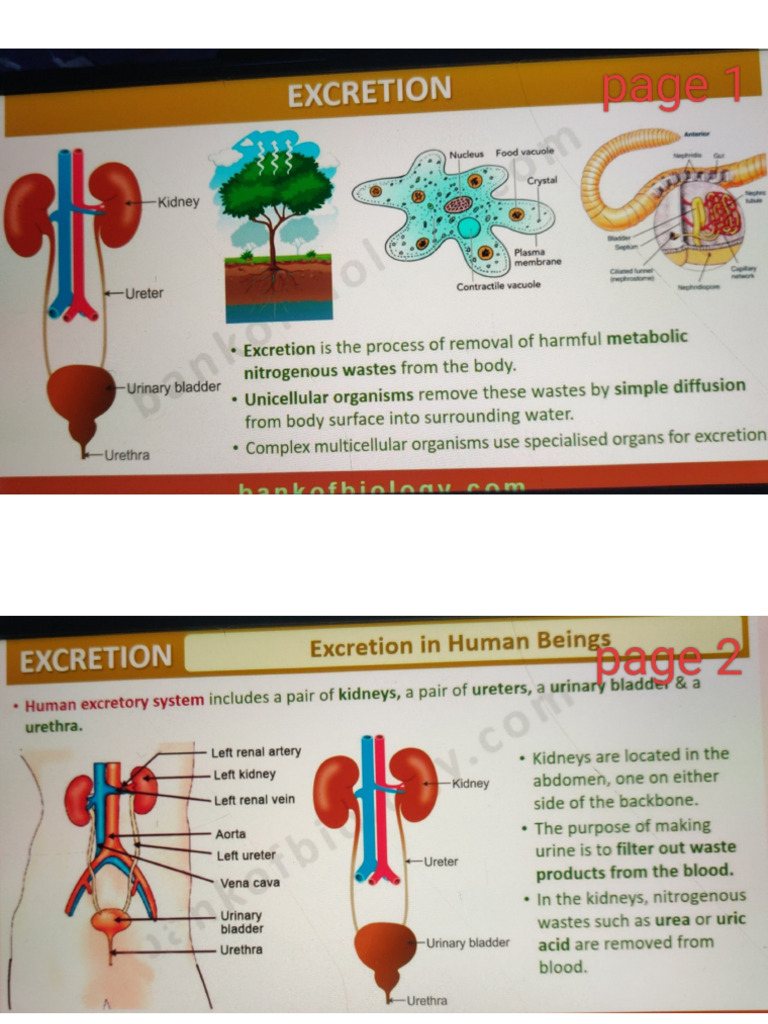 Excretory System | PDF
