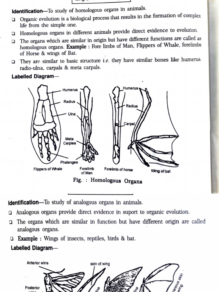 Practical Work Class 12 Cbse | PDF | Chromosome | Mitosis