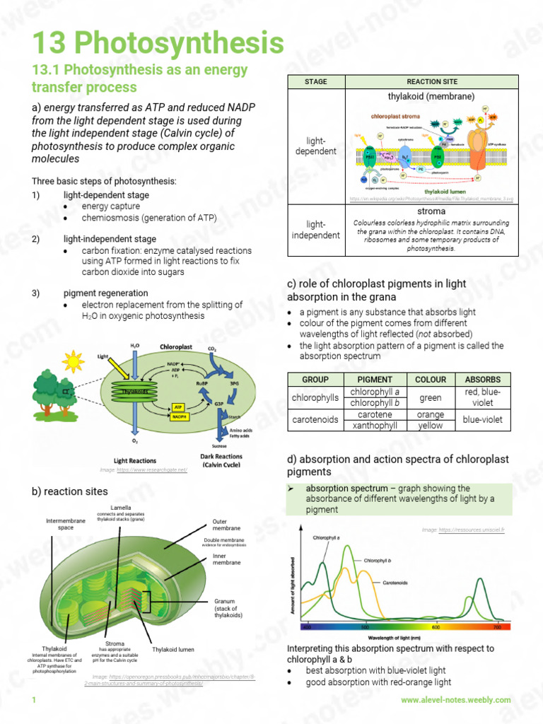 Photosynthesis: Stages and Pigments Explained | PDF | Photosynthesis ...