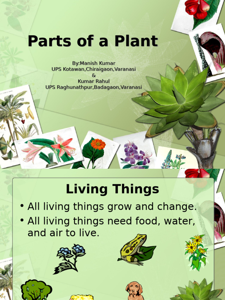 Understanding Plant Growth and Parts | PDF