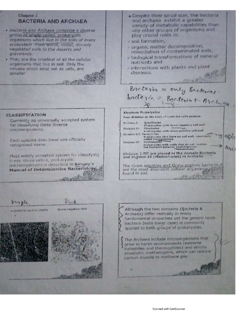 PPT Pfdbacteria and Archaea Compressed | PDF