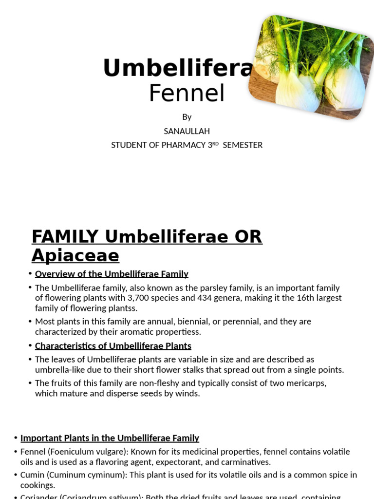 Umbelliferae Fennel Presentation Sanaullah | PDF | Fennel | Coriander