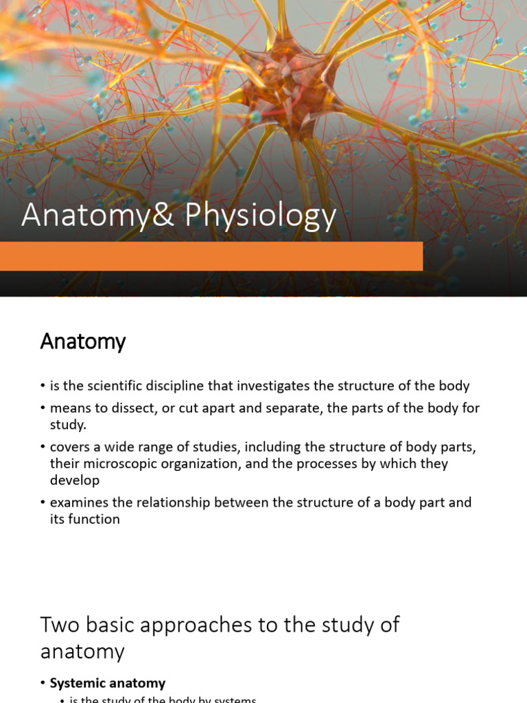 Anatomy and Physiology Overview | PDF | Peritoneum | Abdomen