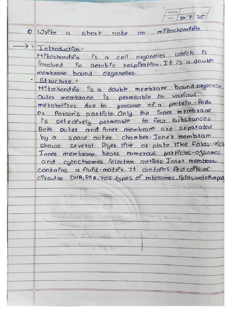 Short Notes On Mitochondria and Chloroplast | PDF