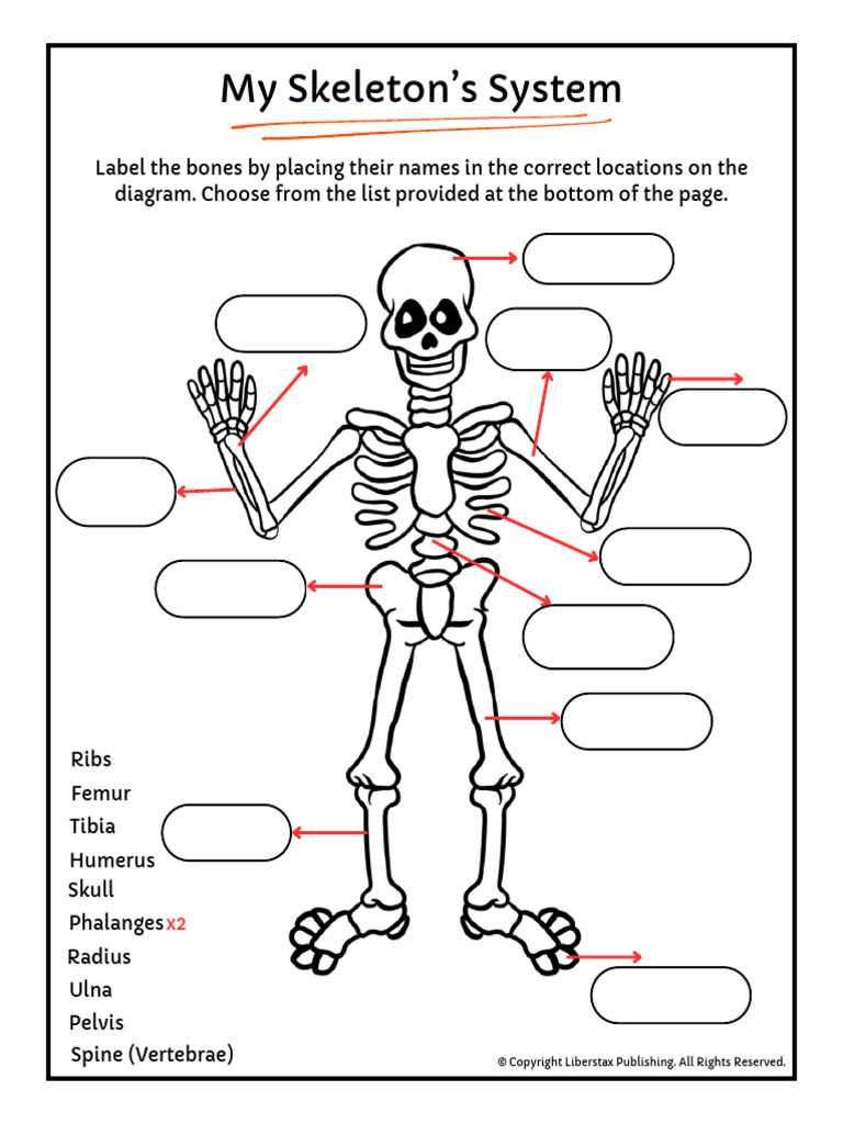 Labeling the Human Skeleton Diagram | PDF