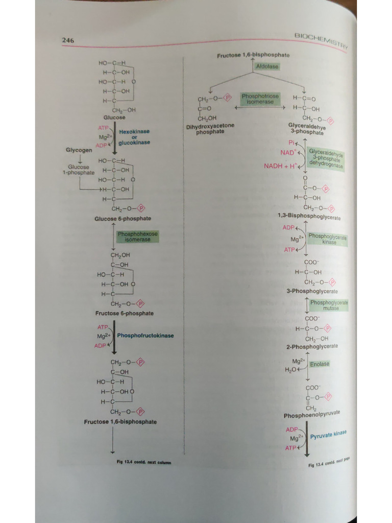 Bio Chemistry Cycle | PDF