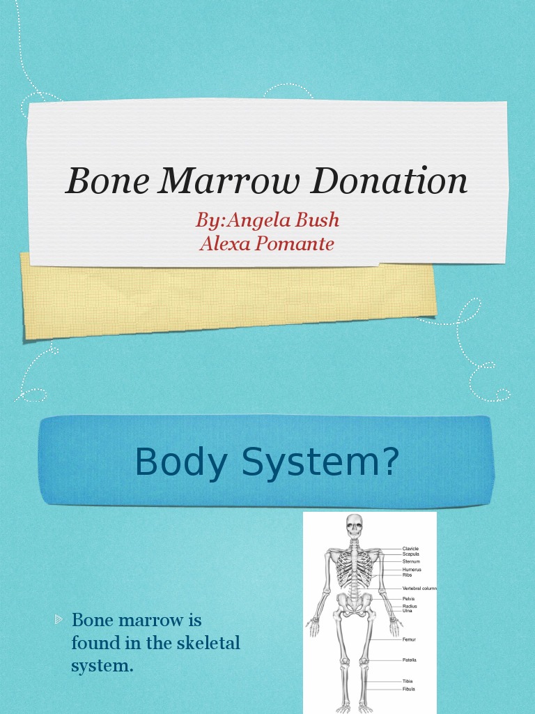 Bone Marrow Donation: By:Angela Bush Alexa Pomante | PDF | Bone Marrow ...