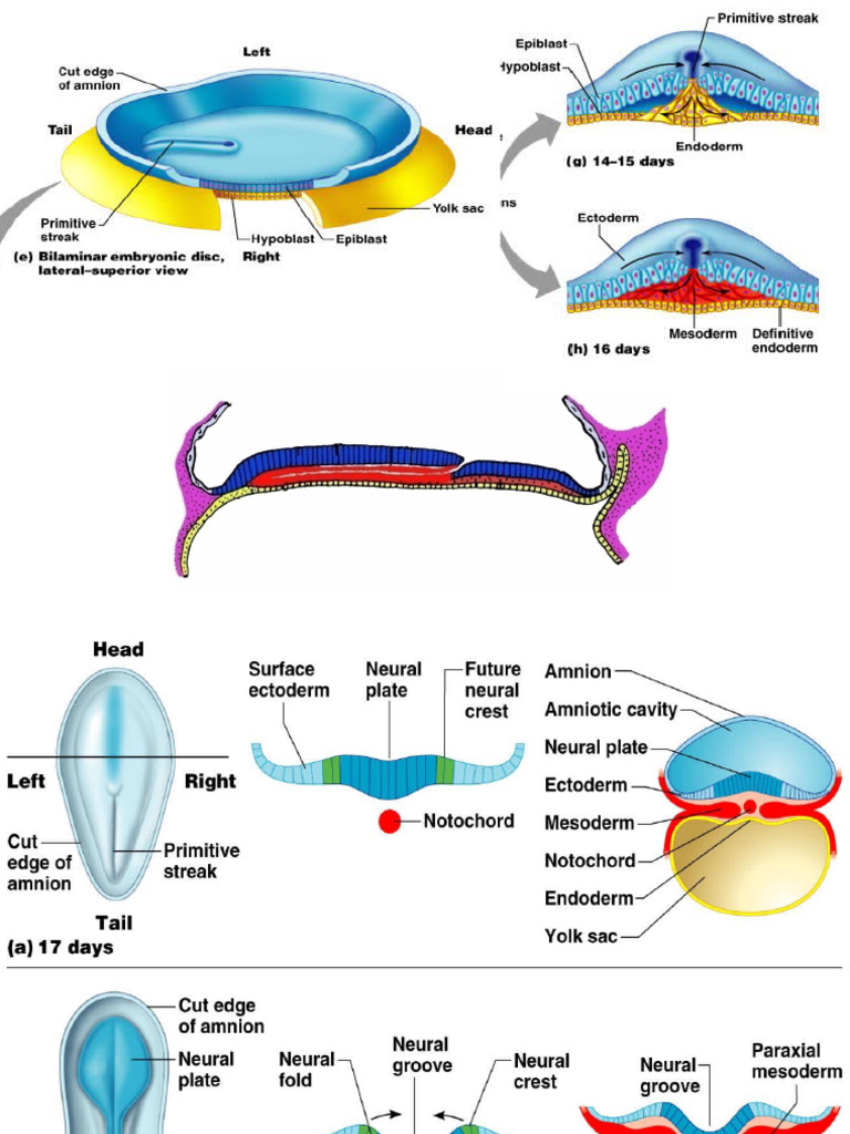 3) Basic Embryology 3 | PDF | Placenta | Anatomy